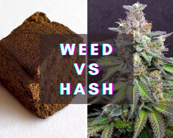 Comprender las diferencias entre hachís y flor de cannabis az – mamamary