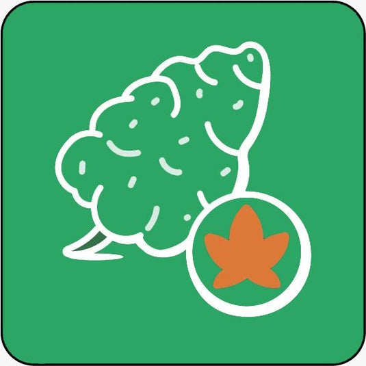 MamaMary ™ Best Cannabis Dispensary in EU & Delivery in Rome & Malta az – mamamary